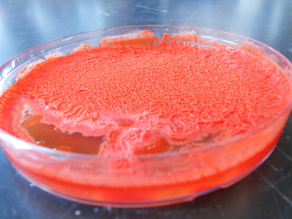 The Ishaq Lab – Love your microbes