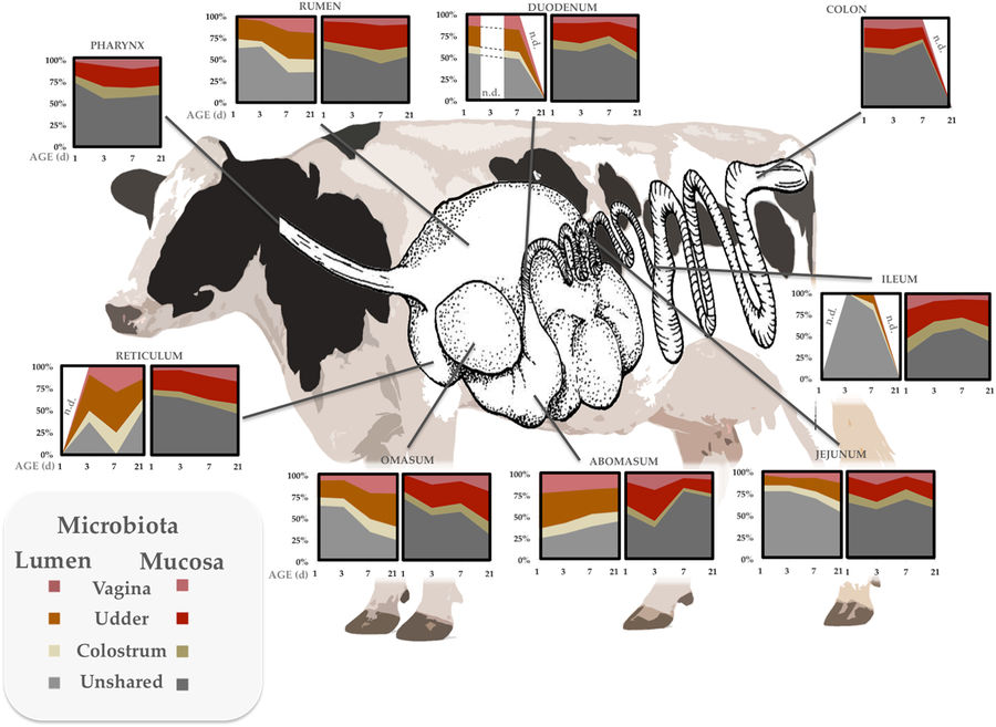 Biogeographical Differences in the Influence of Maternal Microbial ...