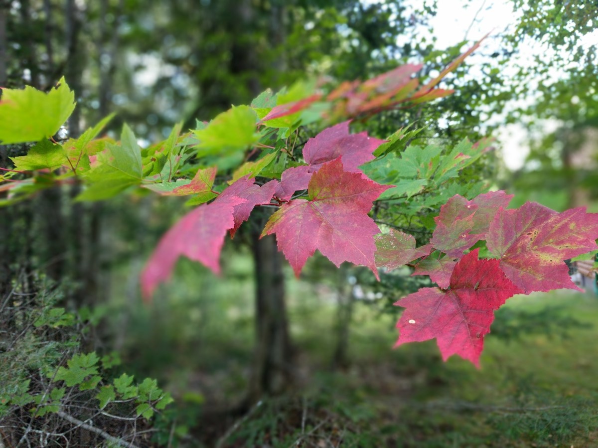 Fall 2020 outlook: new students, new courses, new circumstances – The ...