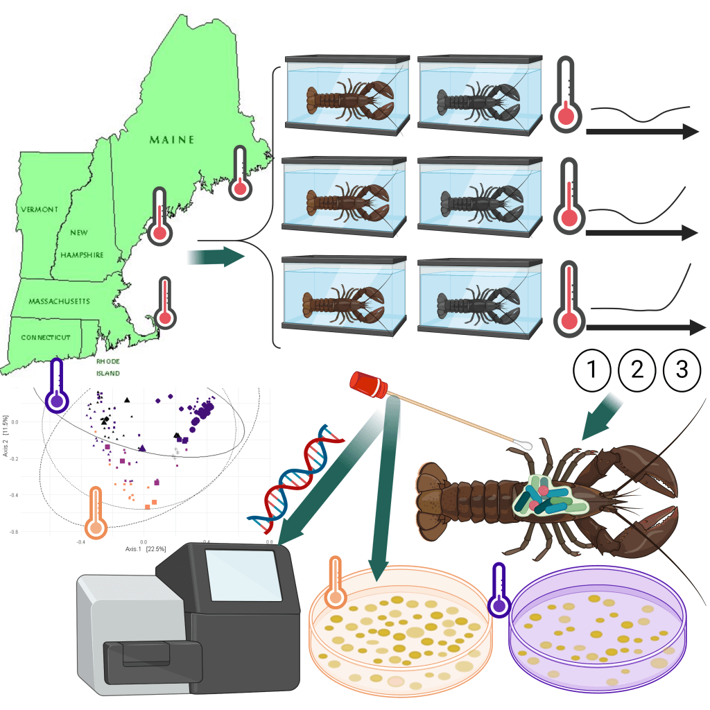 Warmer water temperature and epizootic shell disease reduces diversity ...