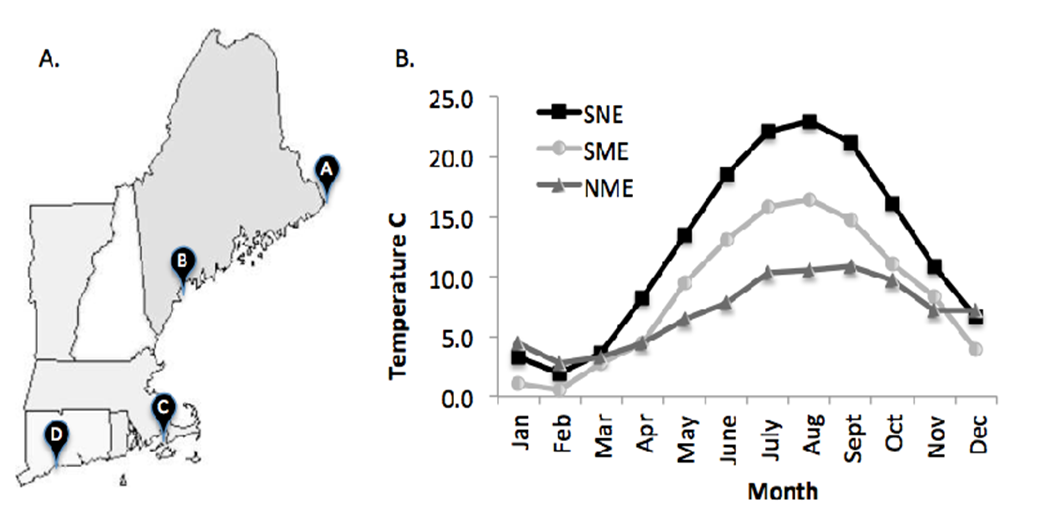 Lobster shell microbes, epizootic shell disease, and climate change ...