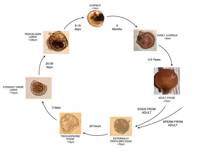The first look at Atlantic deep sea scallop bacterial communities in ...