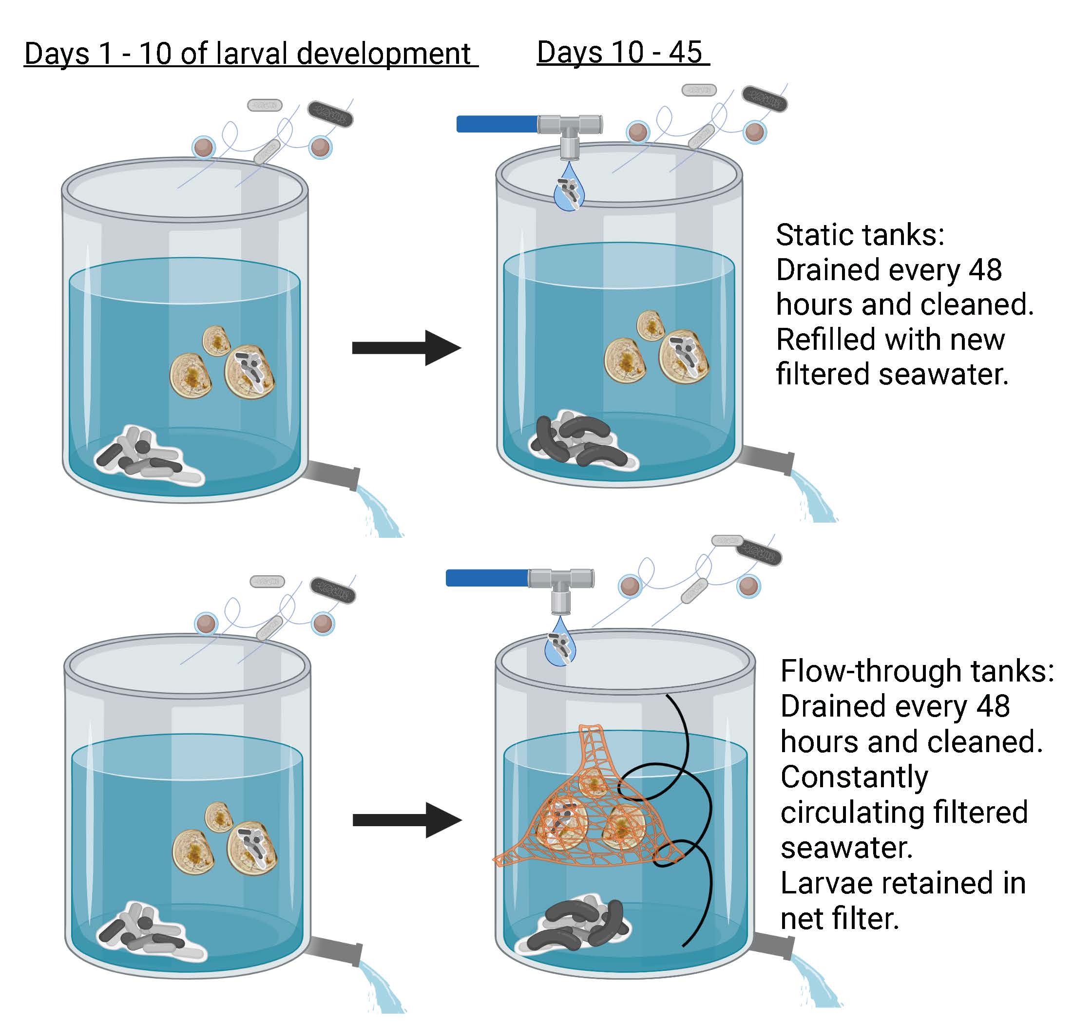 The first look at Atlantic deep sea scallop bacterial communities in ...