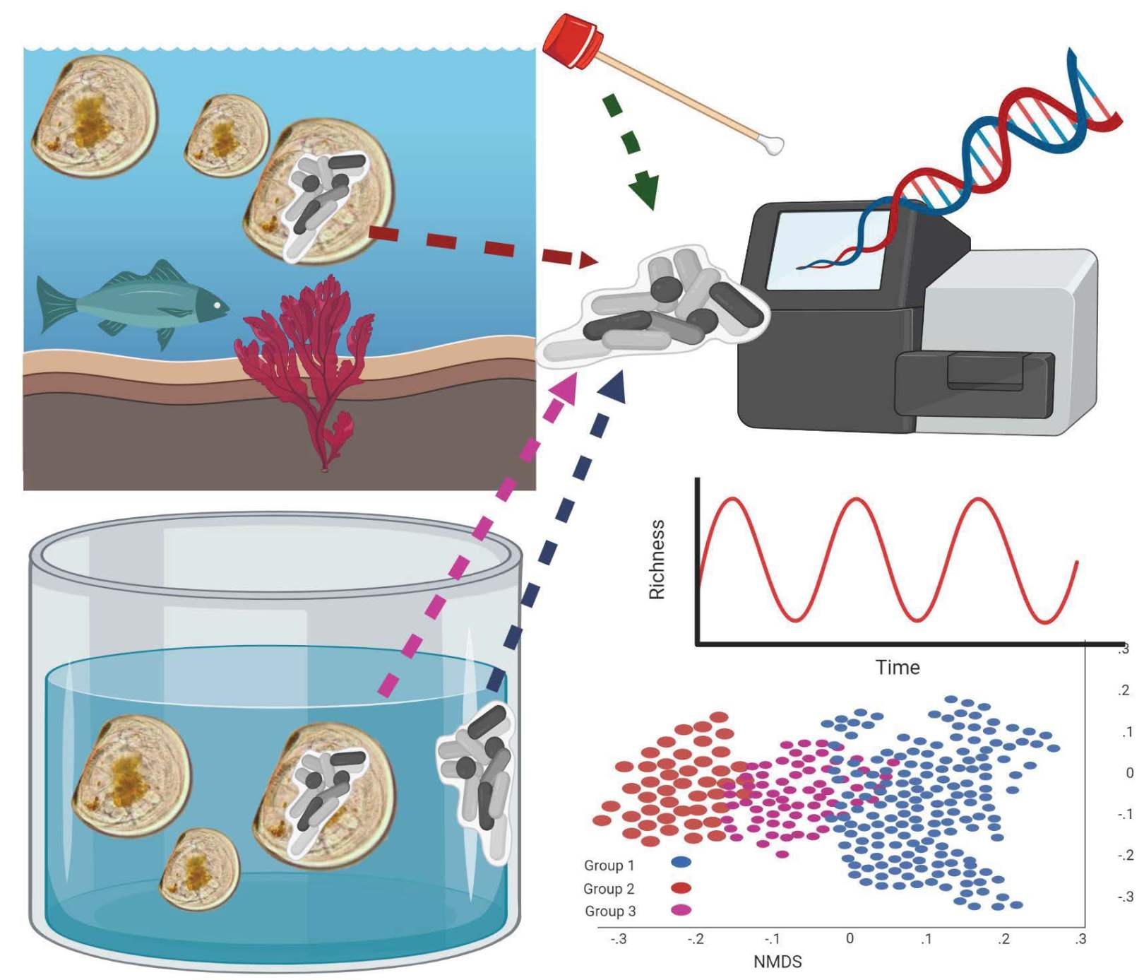 Bacterial community trends associated with sea scallop, Placopecten ...