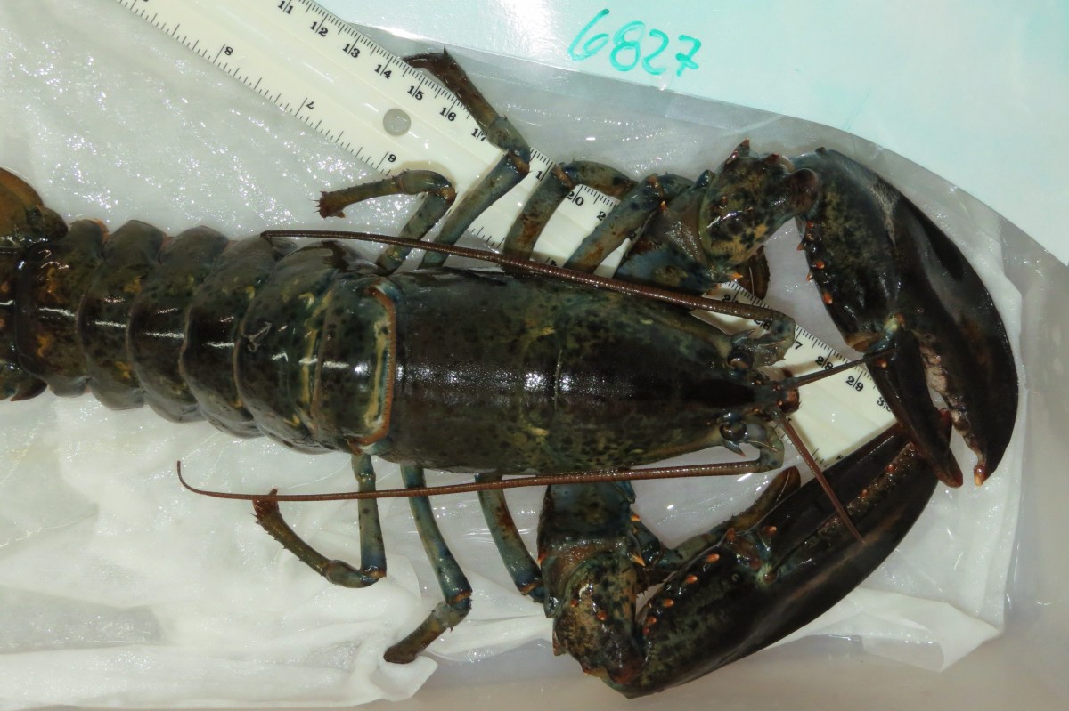Lobster shell microbes, epizootic shell disease, and climate change ...