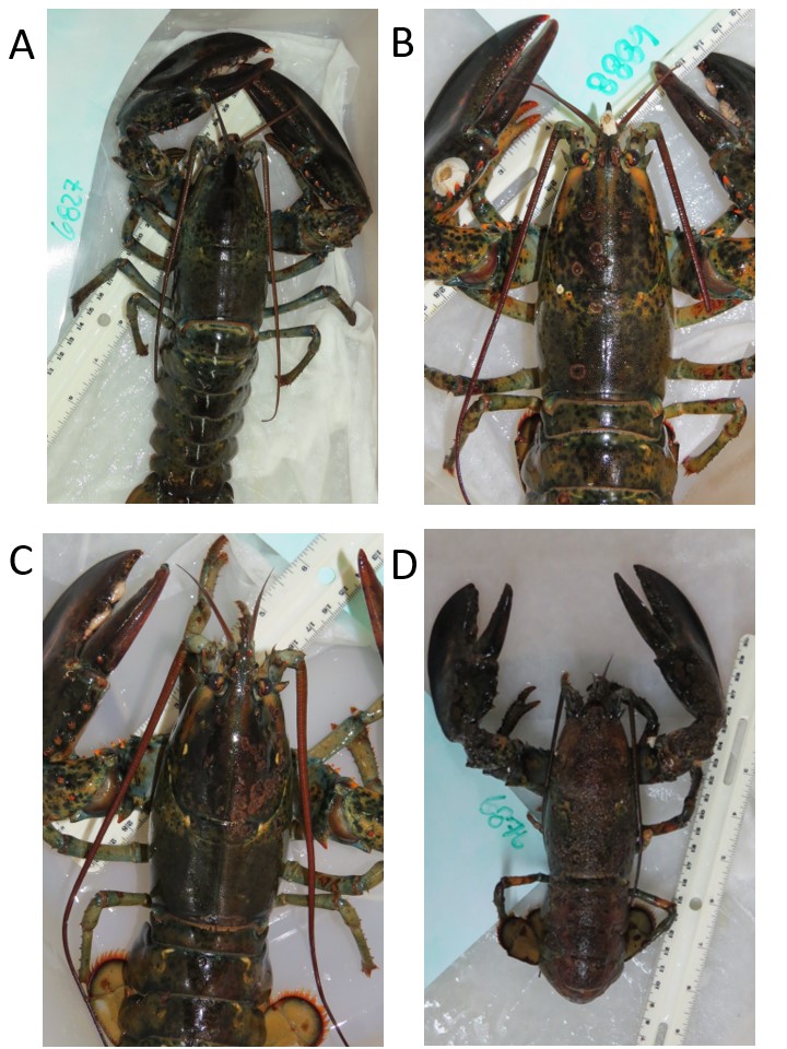 Lobster shell microbes, epizootic shell disease, and climate change ...