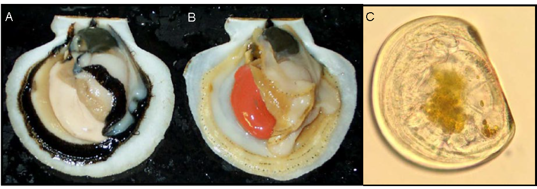 The first look at Atlantic deep sea scallop bacterial communities in ...