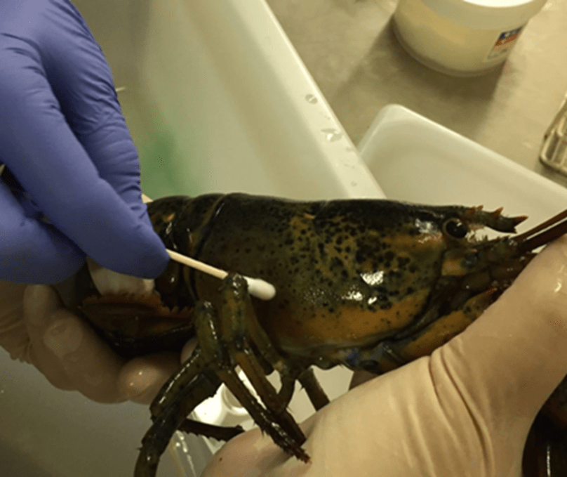 Lobster shell microbes, epizootic shell disease, and climate change ...