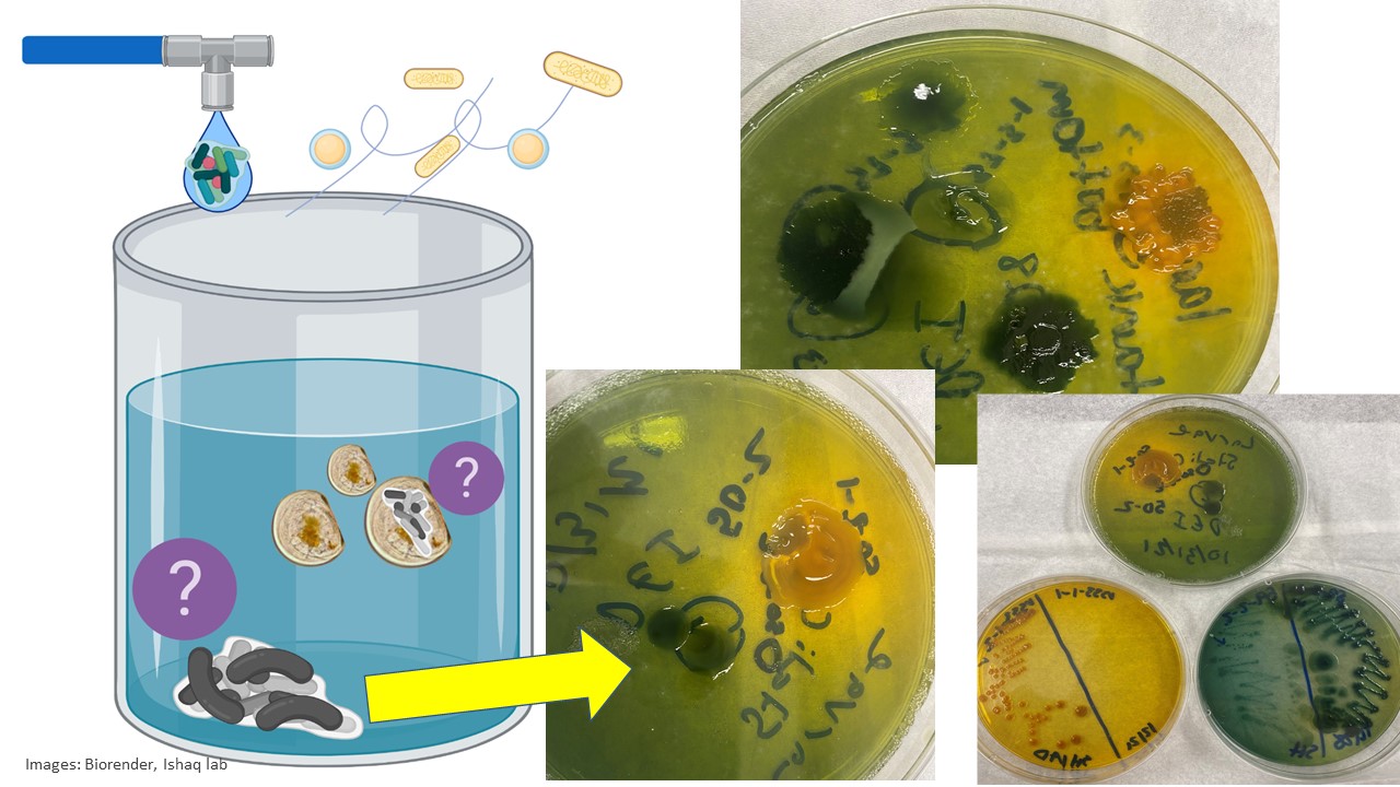 Catch of the day: lots and lots of microbiology – The Ishaq Lab